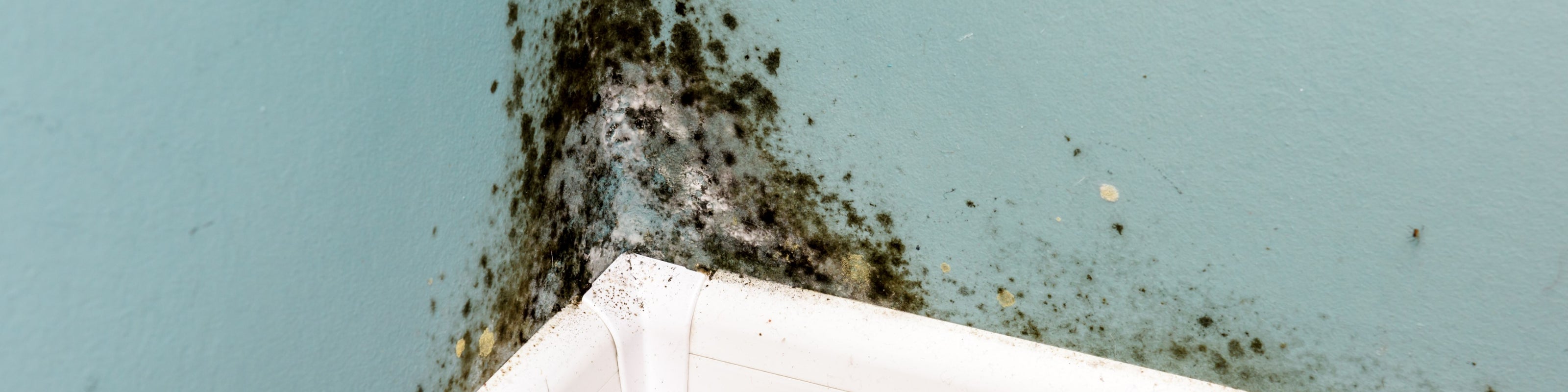 Mold, Mildew, Fungi, Algae and Bacteria Inhibitor